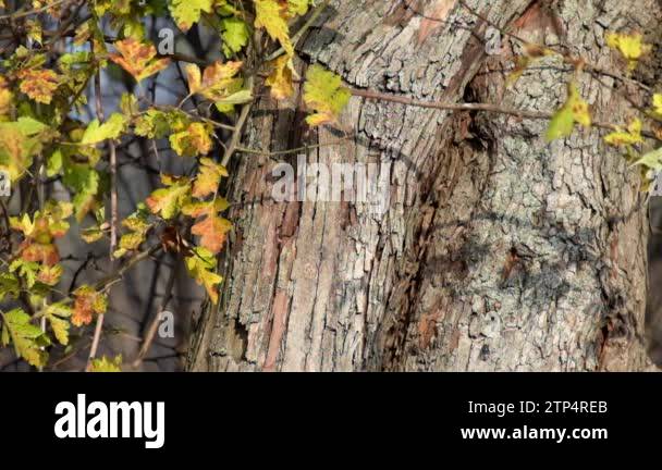 Maleae tribe Stock Videos & Footage - HD and 4K Video Clips - Alamy