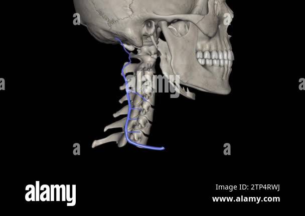 The deep cervical vein (posterior vertebral or posterior deep cervical ...