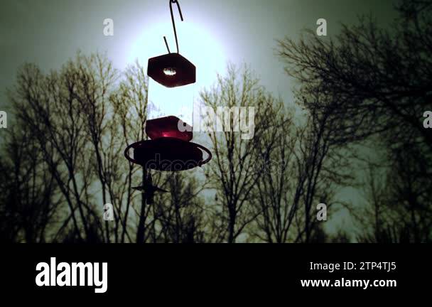 Colibri center Stock Videos & Footage - HD and 4K Video Clips - Alamy