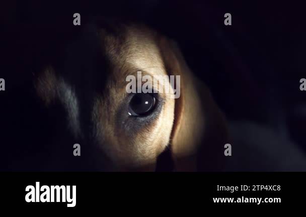 Sinister animal Stock Videos & Footage - HD and 4K Video Clips - Alamy