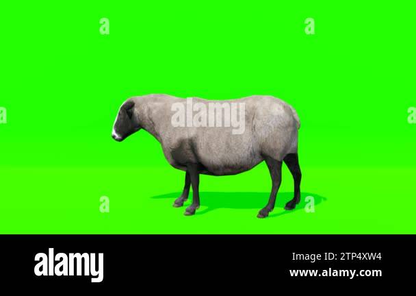 sheep animals green screen video Stock Video Footage - Alamy