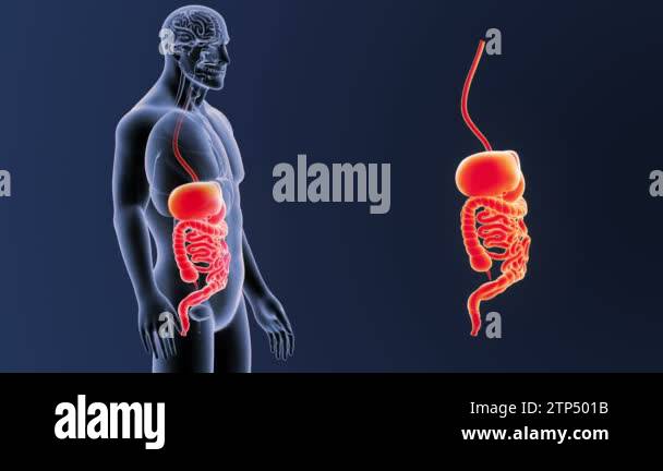 skeleton posterior view of human digestive system, out of body on blue ...