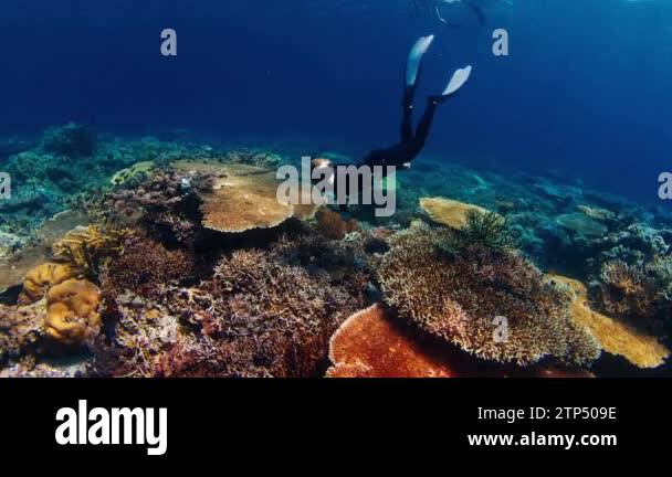 Freediving on the abundant healthy reef. Woman freediver glides ...