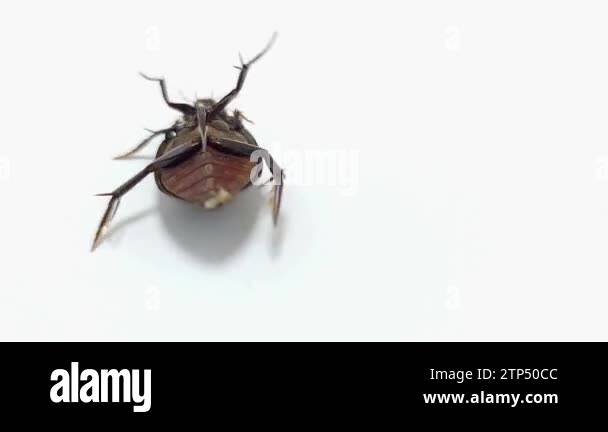 Hydrophilidae, Hydrophilus water beetle insect with upside down body on ...