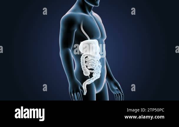 skeleton posterior view of human digestive system on blue background ...