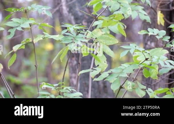 Fraxinus genus Stock Videos & Footage - HD and 4K Video Clips - Alamy