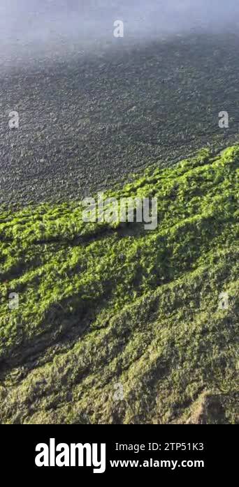 Seaweeds on the Seashore. Their Importance and Diversity in the ...