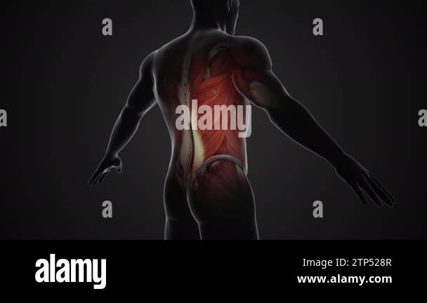 Pain and injury in the Latissimus Dorsi Muscles Stock Video Footage - Alamy