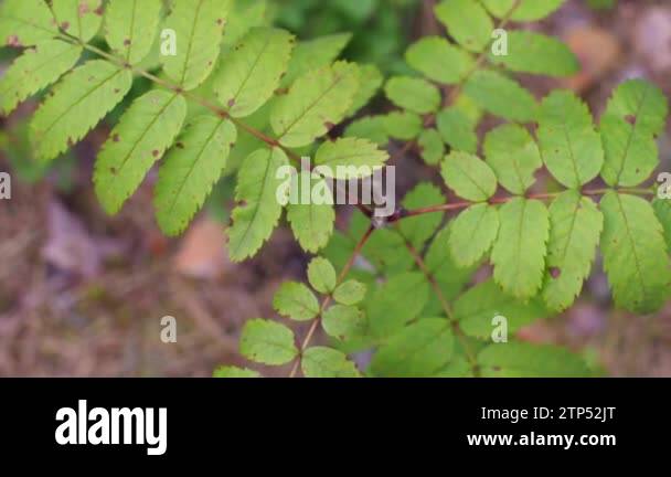 Species of deciduous tree or shrub Stock Videos & Footage - HD and 4K ...