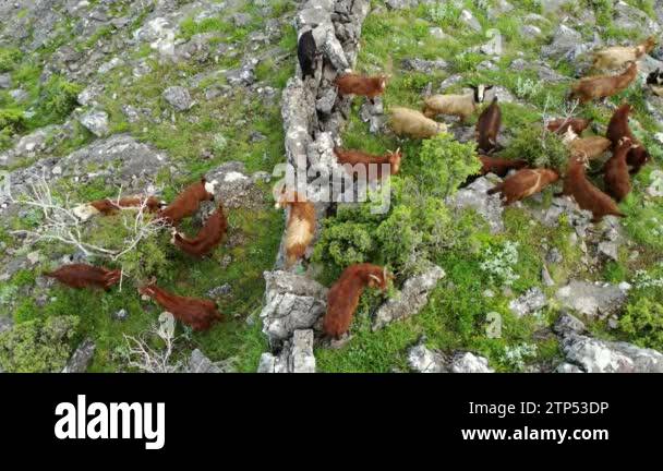 A small herd of goats and bucks grazes on the picturesque mountain ...