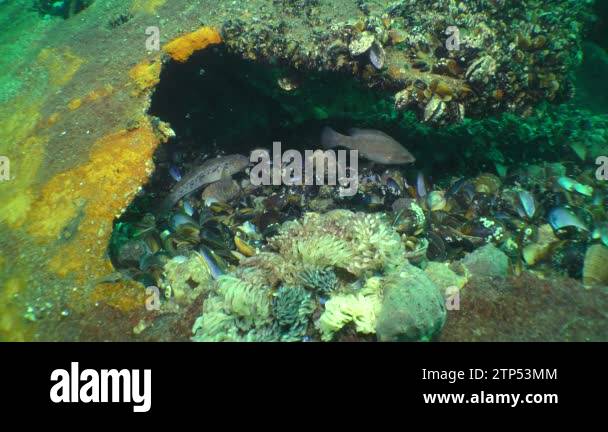 Fish under overhanging rusty sheet cladding Stock Video Footage - Alamy