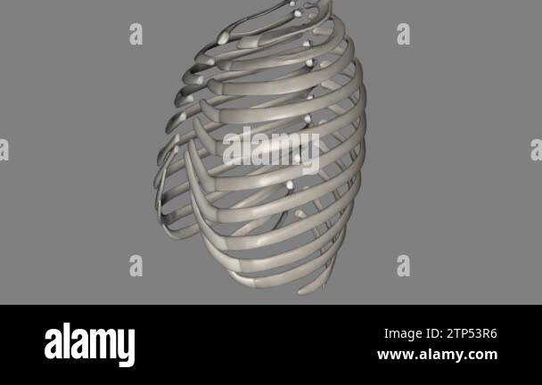 Flat rib Stock Videos & Footage - HD and 4K Video Clips - Alamy