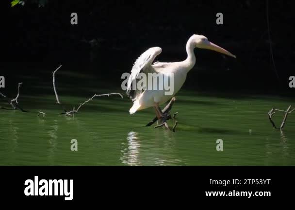 Temperate wetland Stock Videos & Footage - HD and 4K Video Clips - Alamy