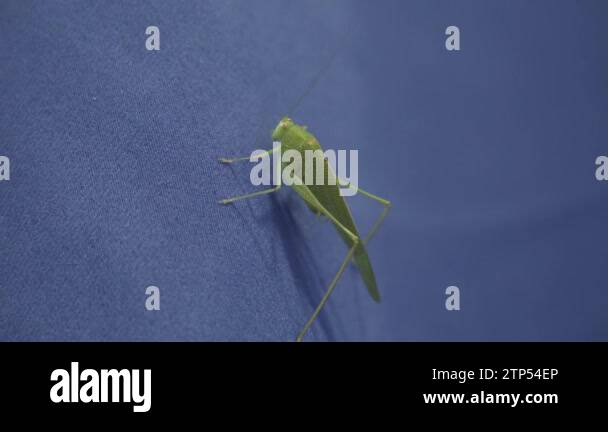 Grasshopper sitting Stock Videos & Footage - HD and 4K Video Clips - Alamy