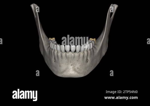 The mandibular third molar is also referred as the wisdom tooth Stock ...