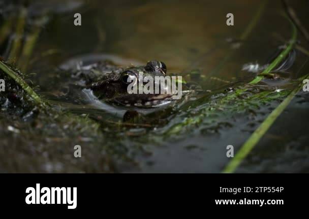 Green frog sits in a swamp close-up. Frog in the pool on floating ...