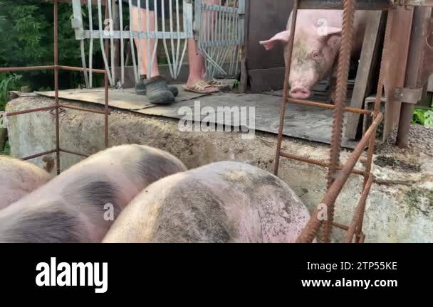 Pig farm with many pigs. Modern agricultural pigs farm. Dirty pigs are ...