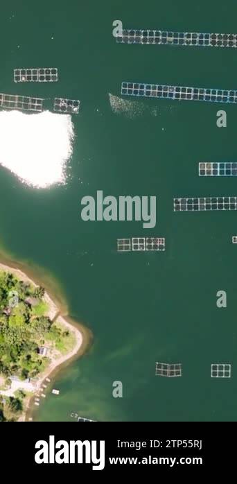 Fish of sumatra Stock Videos & Footage - HD and 4K Video Clips - Alamy