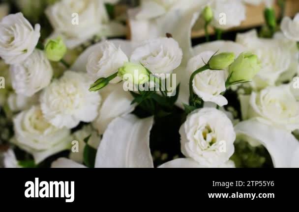a dozen white roses, a symbol of purity and love. Their petals create ...