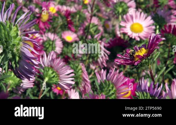 Diversity of pollen Stock Videos & Footage - HD and 4K Video Clips - Alamy
