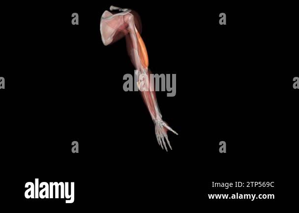 The biceps brachii (BB), commonly know as the biceps, is a large, thick ...