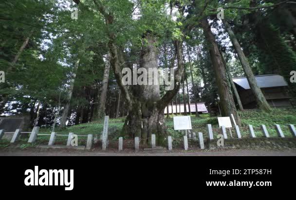 A Japanese zelkova tree at the shrine in Nakanojo Gunma. High quality 4k footage. Agatsuma ...