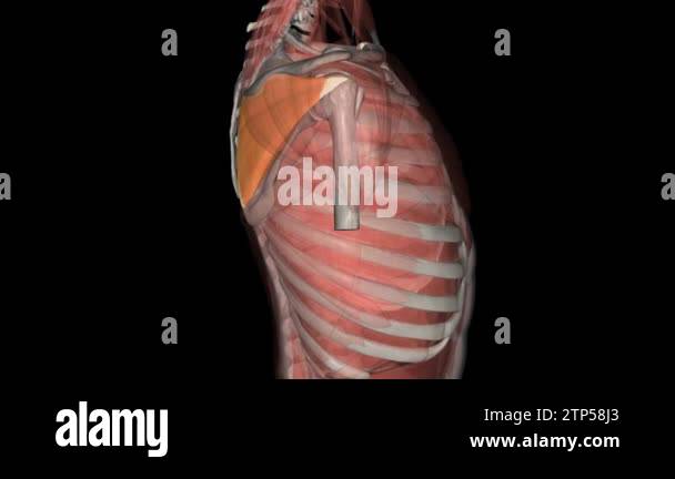 The infraspinatus is a thick triangular muscle that occupies much of ...