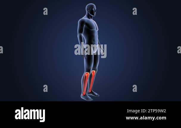 skeleton posterior view of human tibia and fibula on blue background ...