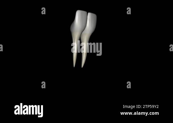The mandibular central incisor is the tooth located on the jaw ...
