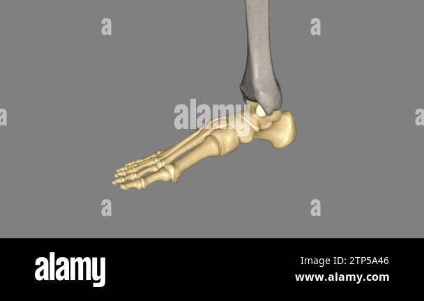33 foot Stock Videos & Footage - HD and 4K Video Clips - Alamy
