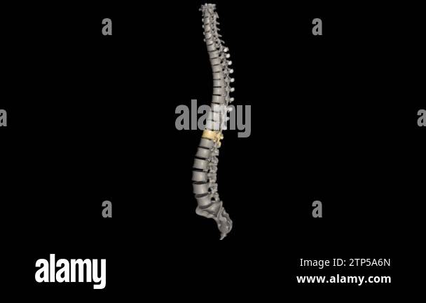 Thoracic Vertebral, T12 Twelve vertebrae are located in the thoracic ...