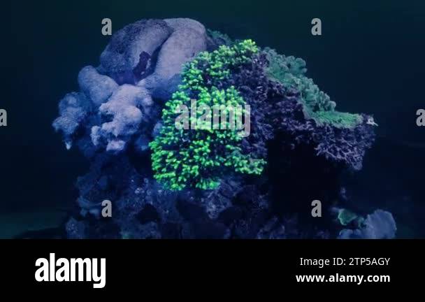 Coral shines acid green light under ultraviolet light. Underwater ...