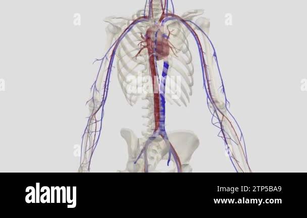 The two largest veins in the body are the superior vena cava, which ...