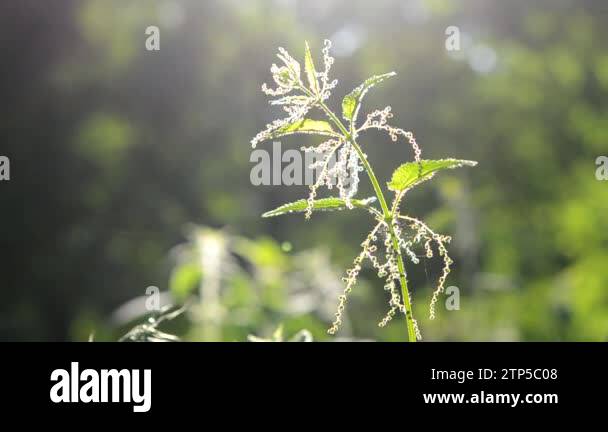 Dark stem Stock Videos & Footage - HD and 4K Video Clips - Alamy
