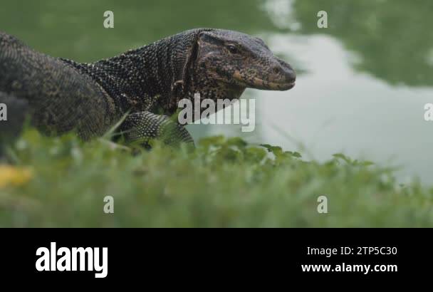 Monitor lizard sticks out tongue and turns head. Striped monitor lizard ...
