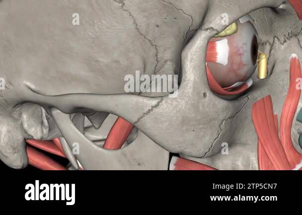 The lacrimal sac lies within a fossa in the anterior portion of the ...