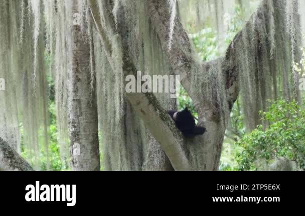 spectacled bear, Tremarctos ornatus, native to the forests of the ...