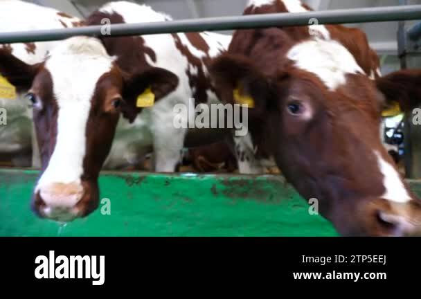 Close up to row of curious cute cows look into camera on dairy farm ...