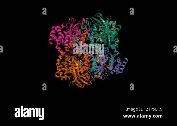 Structure Of Human Erythrocyte Catalase Animated 3d Cartoon And Gaussian Surface Models Chain
