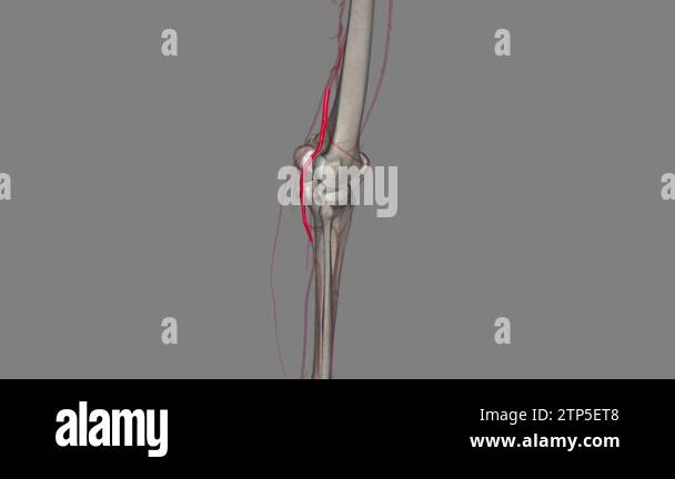 The popliteal artery is one of the major arteries of the leg. It is a ...