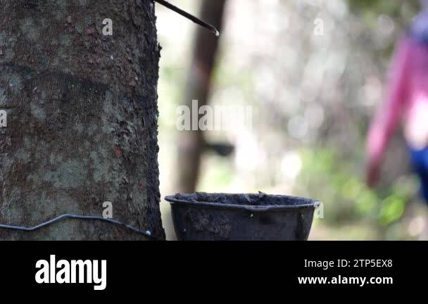 Rubber planters are tapping rubber with a rubber tapping knife, worker ...