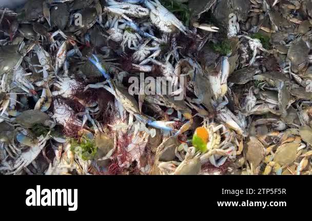 Many blue crabs inside a container, after being caught and left under ...