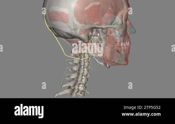 The third occipital nerve is the superficial medial branch of C3 dorsal ...