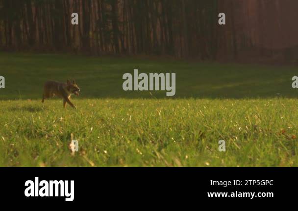LENS FLARE: Shepherd dog runs fast across pasture towards owner after ...