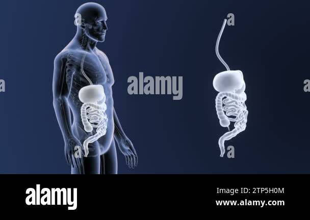 skeleton posterior view of human digestive system, out of body on blue ...