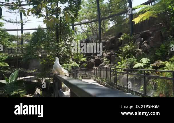 Profile park bird birds Stock Videos & Footage - HD and 4K Video Clips ...