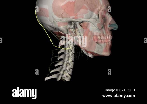 The third occipital nerve is the superficial medial branch of C3 dorsal ...