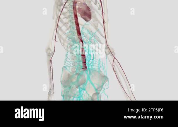 An abdominal aortic aneurysm is an enlarged area in the lower part of ...
