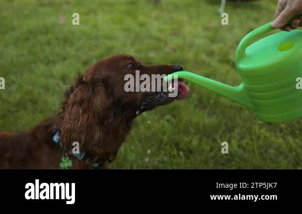Close up portrait of Irish Setter dog on grass field, drinking water ...