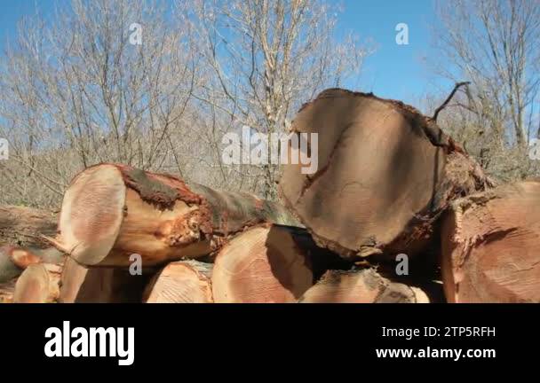 View of deforestation and illegal logging in forest. Cutting trees ...